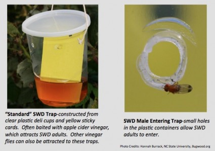 Management | Spotted Wing Drosophila