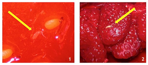 Biology of the Spotted Wing Drosophila | Spotted Wing Drosophila
