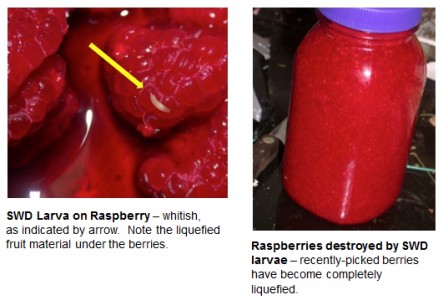Impacts of the Spotted Wing Drosophila | Spotted Wing Drosophila